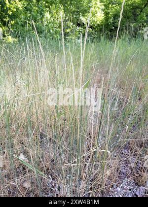 deergrass (Muhlenbergia rigens) Plantae Stock Photo - Alamy