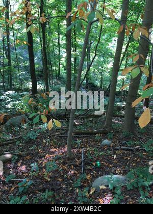buckeyes and horse-chestnuts (Aesculus) Plantae Stock Photo - Alamy