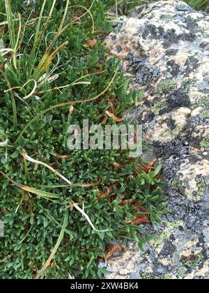 Dwarf Clover (Trifolium nanum) Plantae Stock Photo - Alamy