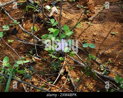popping pod (Ruellia tuberosa) Plantae Stock Photo - Alamy