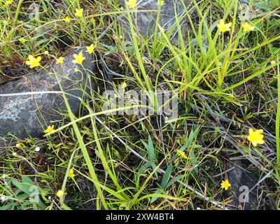 Creeping Spearwort (Ranunculus reptans), Plantae, Algoma District, ON ...