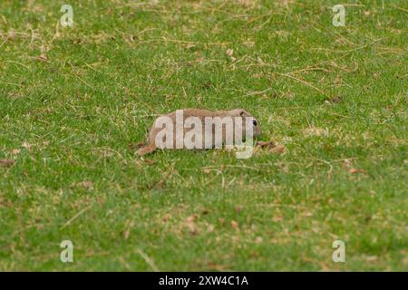 Piute Ground Squirrel Urocitellus mollis 30 miles south of Beaver, Utah ...
