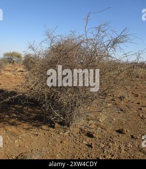 Kalahari Gold (Rhigozum brevispinosum) Plantae Stock Photo - Alamy
