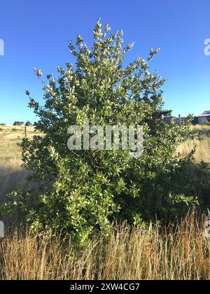Snow Pear (Pyrus nivalis) Plantae Stock Photo - Alamy