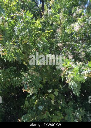 Service-tree (Cormus domestica) Plantae Stock Photo - Alamy