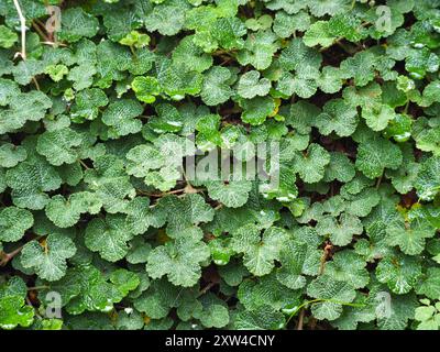 creeping Taiwan bramble (Rubus rolfei) Plantae Stock Photo - Alamy