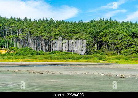 A landscape view of the treeline in Moclips, Washington Stock Photo - Alamy