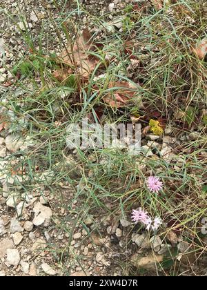 Small Palafox (Palafoxia callosa) Plantae Stock Photo - Alamy