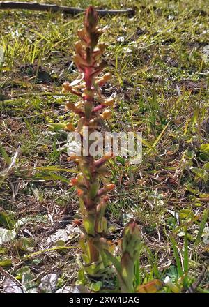 Devil Satyre (Satyrium parviflorum) Plantae Stock Photo - Alamy