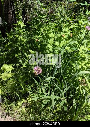 Swamp Onion (Allium validum) Plantae Stock Photo - Alamy