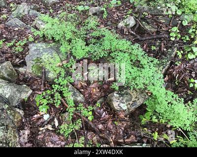 climbing fumitory (Adlumia fungosa) Plantae Stock Photo - Alamy
