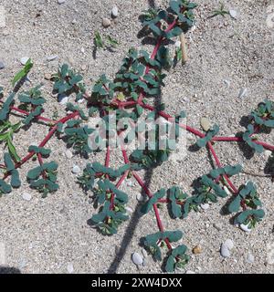 purple spurge (Euphorbia peplis), Plantae, 64600 Anglet, France, Plage ...