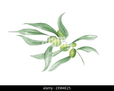 Mediterranean olive branch, elegant foliage, ripe fruit, sliced and ...