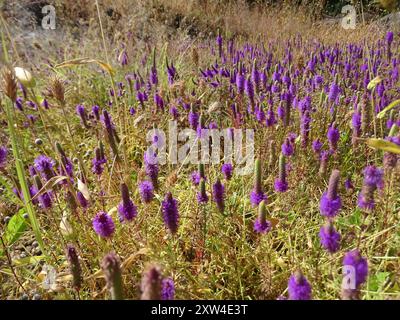 jambhli manjiri (Pogostemon deccanensis) Plantae Stock Photo - Alamy