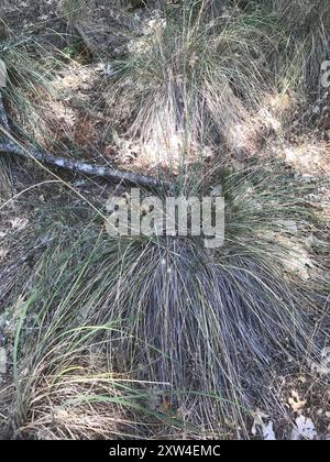 California fescue (Festuca californica) Plantae Stock Photo - Alamy