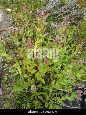 Lewis' monkeyflower (Erythranthe lewisii) Plantae Stock Photo - Alamy