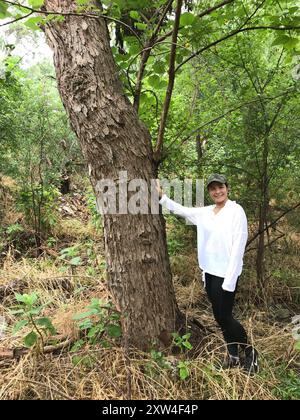 red mulberry (Morus rubra) Plantae Stock Photo - Alamy