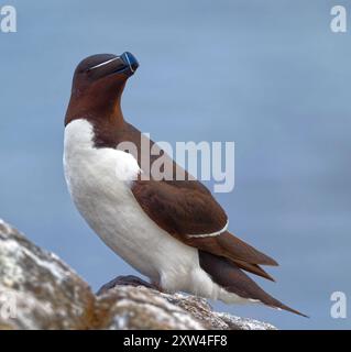 Razorbill (Alca torda) pair mating, Iceland Stock Photo - Alamy