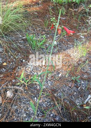 Beardlip Penstemon (Penstemon barbatus) Plantae Stock Photo - Alamy
