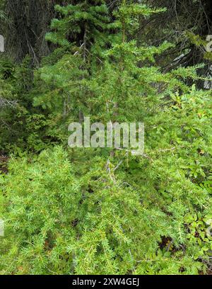mountain hemlock (Tsuga mertensiana) Plantae Stock Photo - Alamy