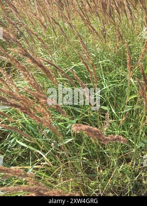 Bushgrass (Calamagrostis epigejos) Plantae Stock Photo - Alamy