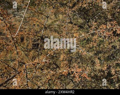 Kalahari Gold (Rhigozum brevispinosum) Plantae Stock Photo - Alamy