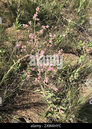 Narrowleaf Four o'Clock (Mirabilis linearis) Plantae Stock Photo - Alamy