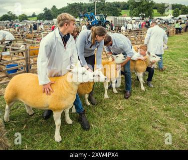 Sheep on show at the Gargrave Show 17th August 2024 Stock Photo - Alamy