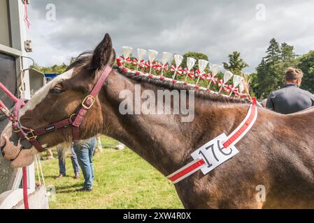 Getting prepared --not long before entering the main ring at Gargrave ...