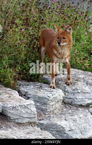 The dhole (Cuon alpinus) is a canid native to Central, South, East and ...