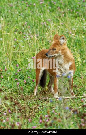 The dhole (Cuon alpinus) is a canid native to Central, South, East and ...
