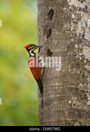 A Crimson-backed (Flameback) woodpecker, Sri Lanka Stock Photo - Alamy