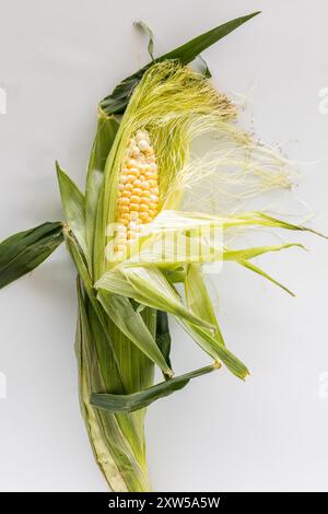 An ear of corn with the husk peeled back exposing the kernels Stock ...