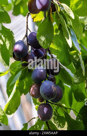 A damson tree laden with ripe fruit, grown from a sapling in the back ...