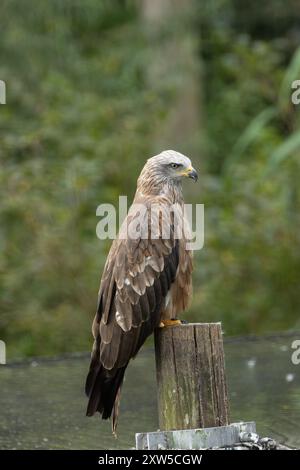 A black kite soaring above open landscapes. This raptor feeds on small ...
