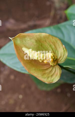 yellow anthurium with developed small berry like fruits seeds on spadix ...