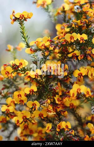 Vibrant yellow pea flowers of the Australian native Eggs and Bacon ...