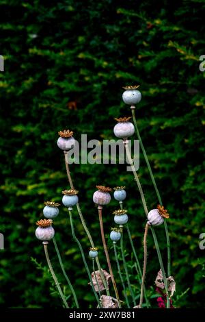 Common Poppy dried seed heads Stock Photo - Alamy