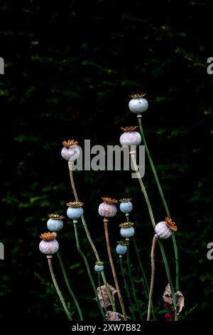 Common Poppy dried seed heads Stock Photo - Alamy