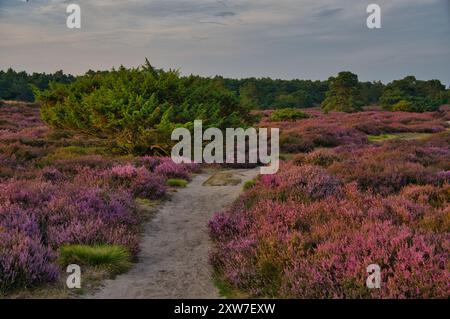 Heathland Drouwener Zand in Netherland Stock Photo - Alamy