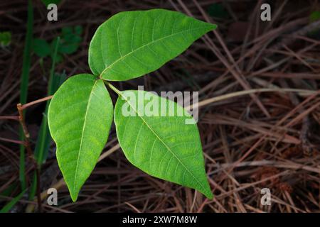 Poison ivy growing through the thick pine needles in a forest floor ...