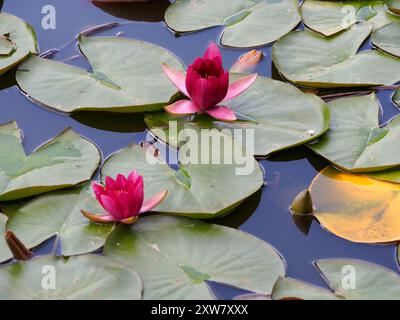 Nymphaea 'Laydekeri Rosea Prolifera' (Water lily), pink flower and ...