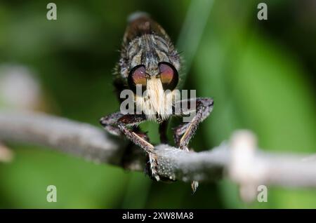 Giant Robber Fly, Promachus bastardii, male Stock Photo - Alamy