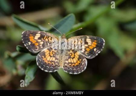 Phaon Crescent, Phyciodes phaon Stock Photo - Alamy