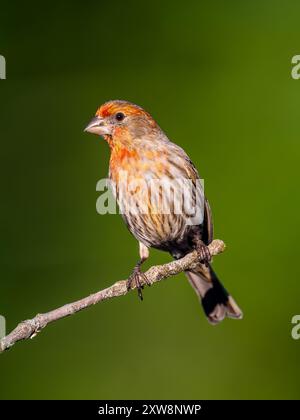 House finch perched on branch Stock Photo - Alamy