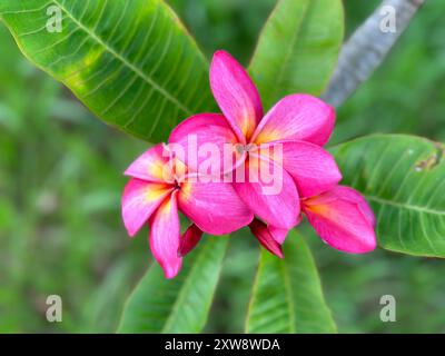Pink and yellow plumbers flowers on Kauai Stock Photo - Alamy