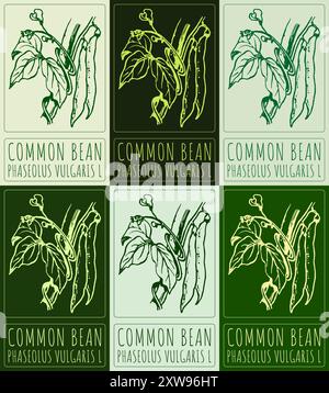 Vector drawing COMMON BEAN. Hand drawn illustration. Latin name is ...