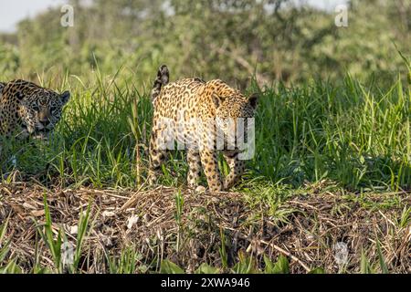 The jaguar, a powerful predator with a distinctive spotted coat, is a ...