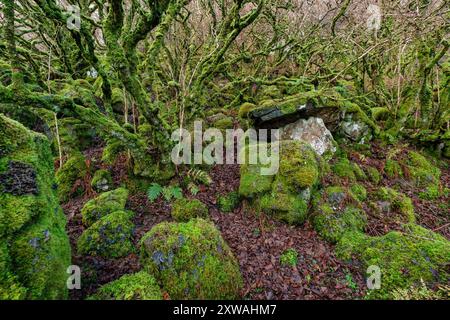 Wet woodland, Skinidin, Loch Erghallan, Isle of Skye, Highlands ...