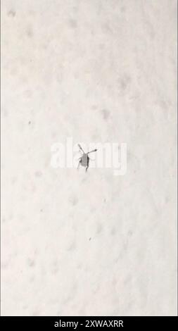 Large-horned Bruchids (Megacerus) Insecta Stock Photo - Alamy